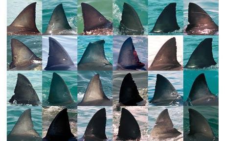 Tracking Sharks, One Fin At A Time | WBUR News