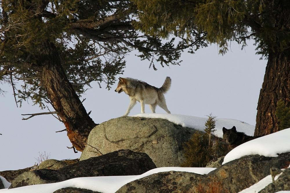One Of Yellowstone's Most Popular Wolves Shot By Hunters | Here & Now