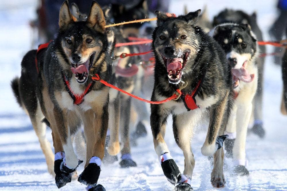 The Iditarod: 'The Last Great Race' | On Point
