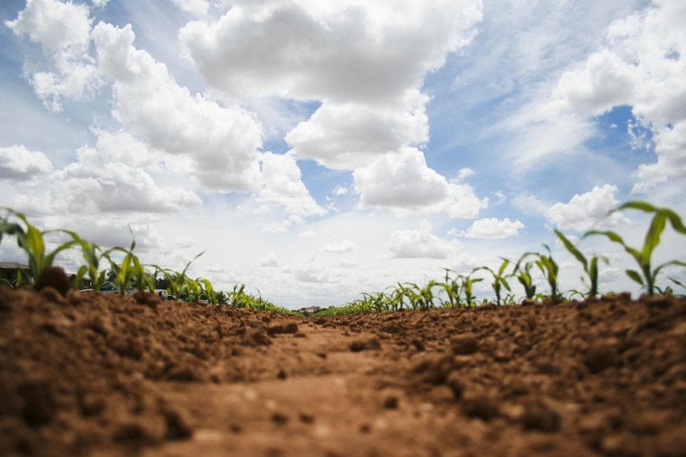 Farming In Hotter Climates | On Point