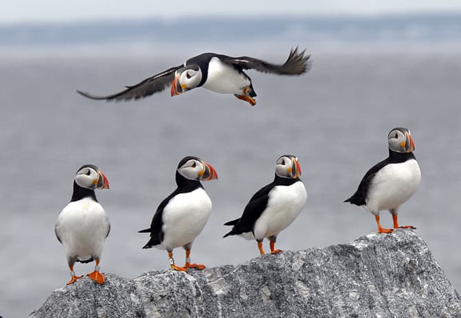 A Puffin Colony's 40-Year Journey Back To Maine | Here & Now