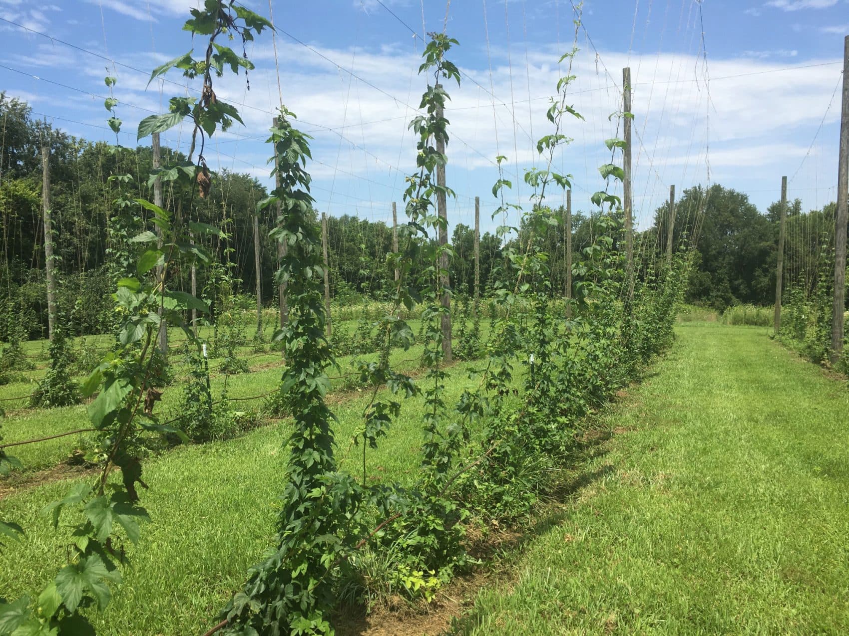 Hops Growing Is Hopping In Kentucky | NCPR News