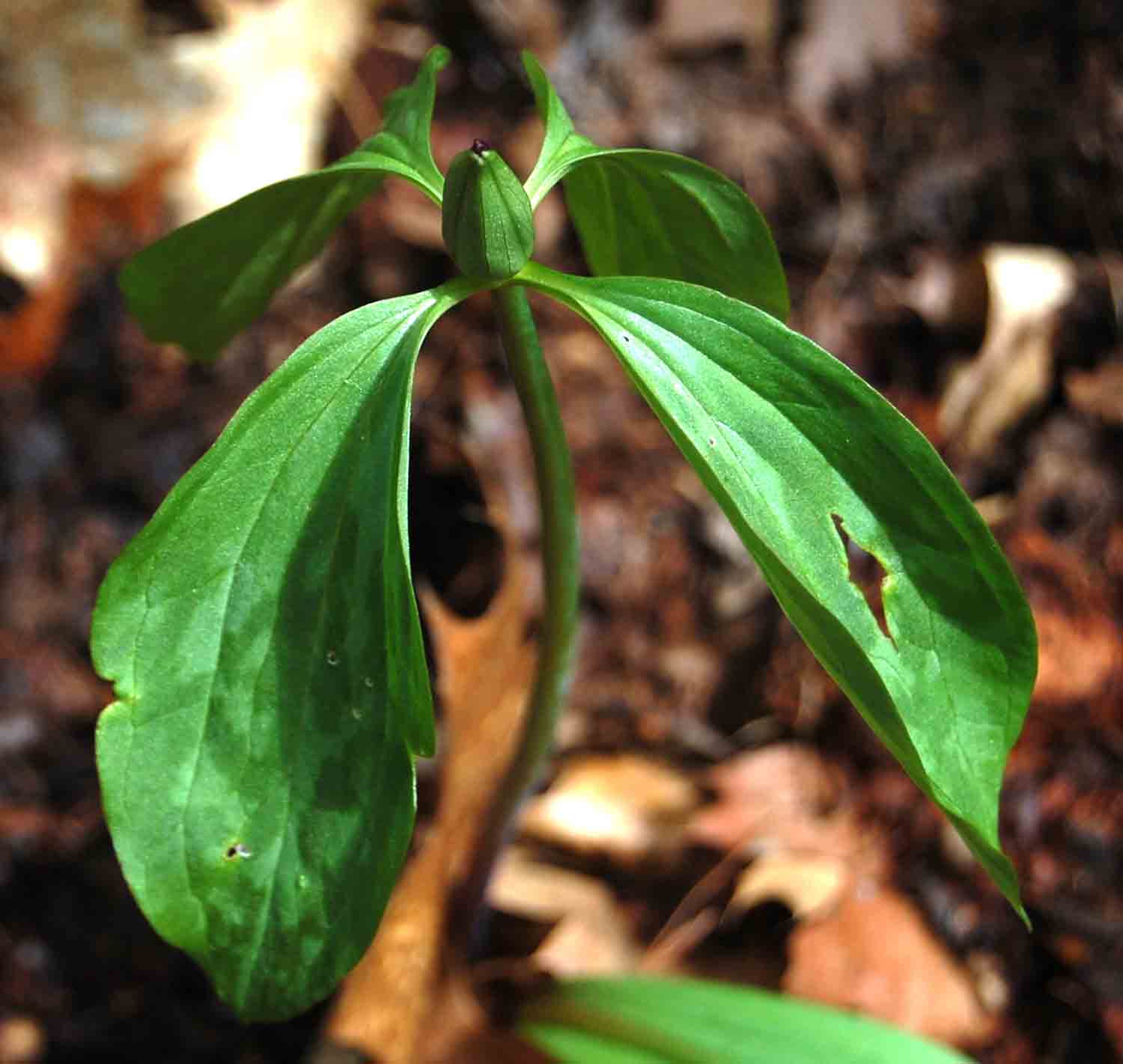 ‘Trillium Week’ At Framingham's Garden In The Woods Signals The Arrival ...