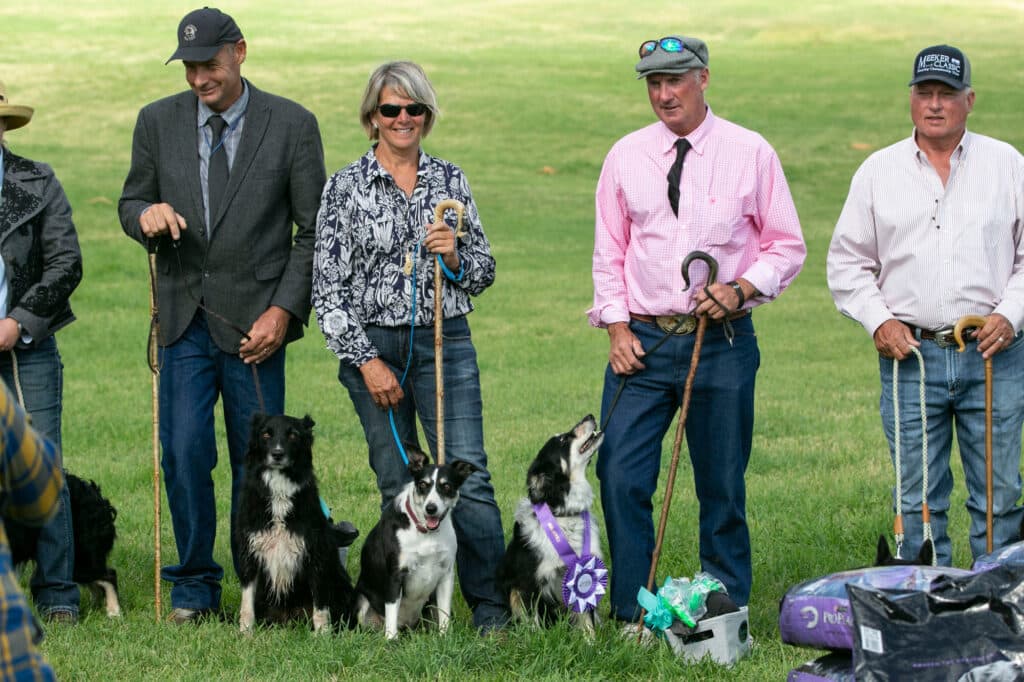 One small Colorado town's sheepdog competition reveals who's top dog ...