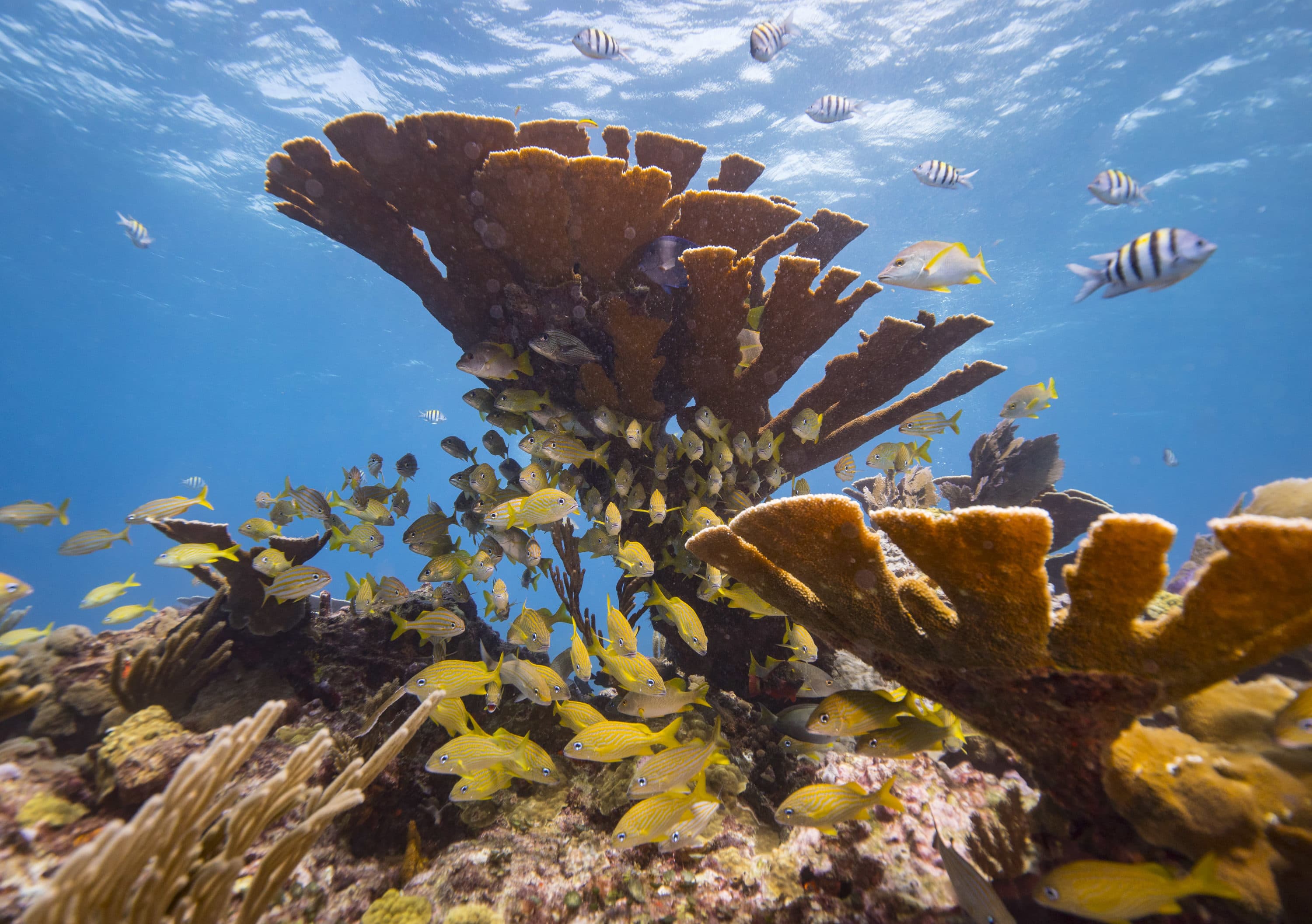 Insuring nature against extreme storms starts with a coral reef in ...