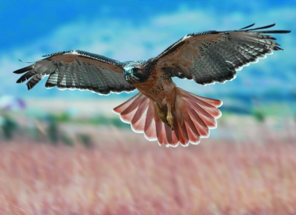 For best-selling author Sy Montgomery, working with hawks requires the ...